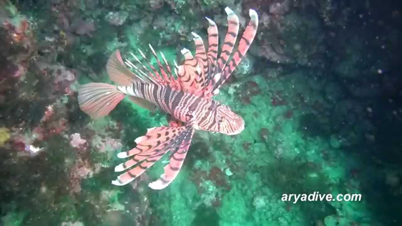 (양)쏠배감펭#2(Pterois lunulata 색바꿈??)~ Luna lion fish,Dragon's beard fish ...
