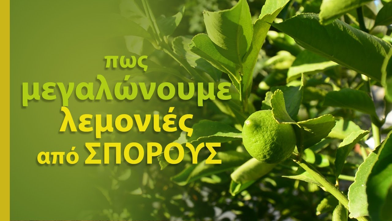 Μεγαλώνω λεμονιές από σπόρους - YouTube
