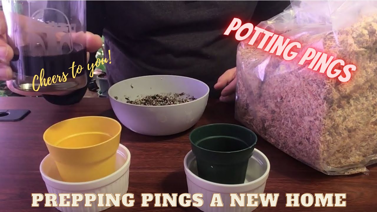 Potting Pings | How To Pot Your Carnivorous Plants | Pinguicula's aka ...