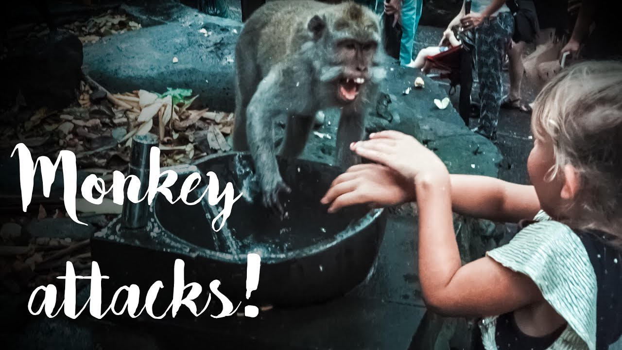 VLOG 82 - CHILD GETS ATTACKED BY MONKEY (MONKEY FOREST UBUD, BALI ...
