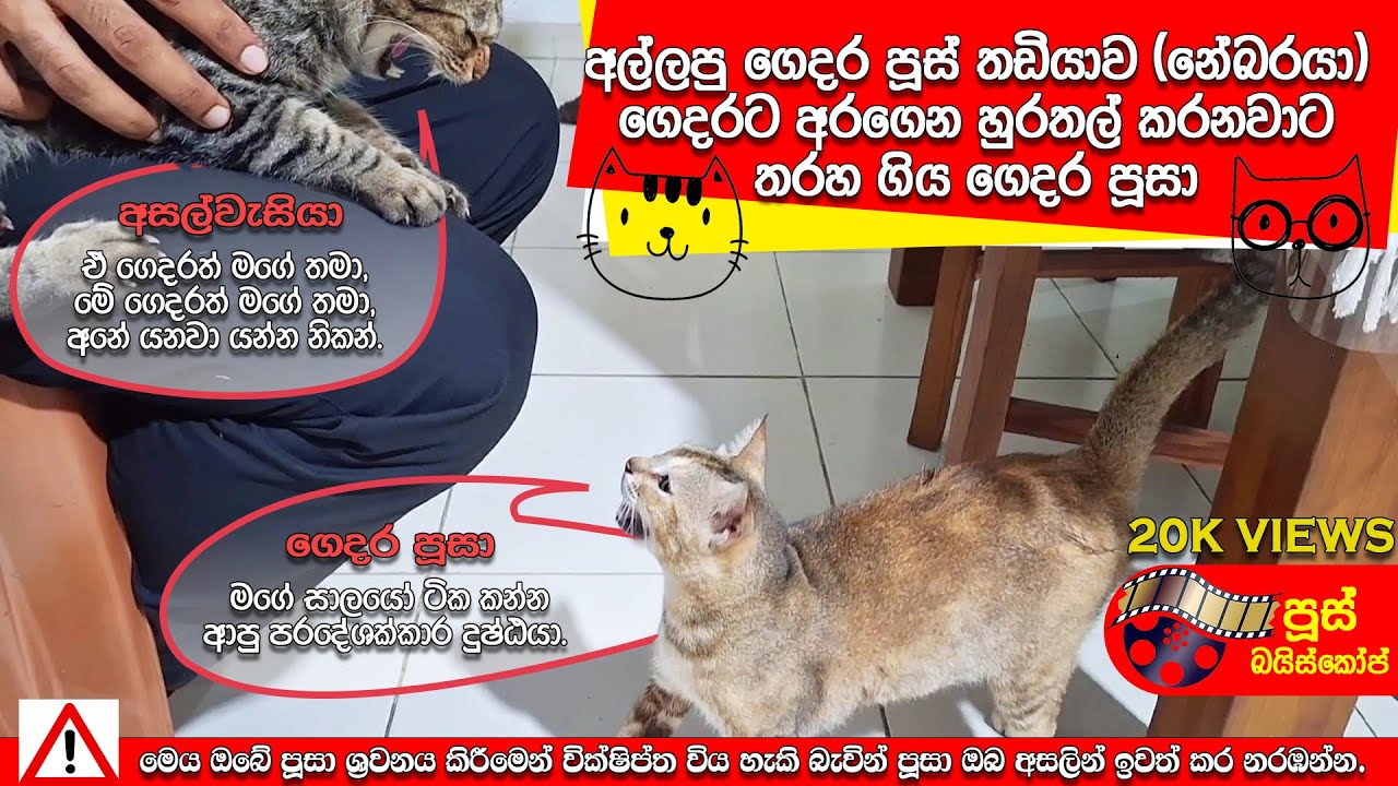 අල්ලපු ගෙදර පූස් තඩියාව ගෙදරට අරගෙන හුරතල් කරනවාට තරහ ගිය ගෙදර පූසා ...