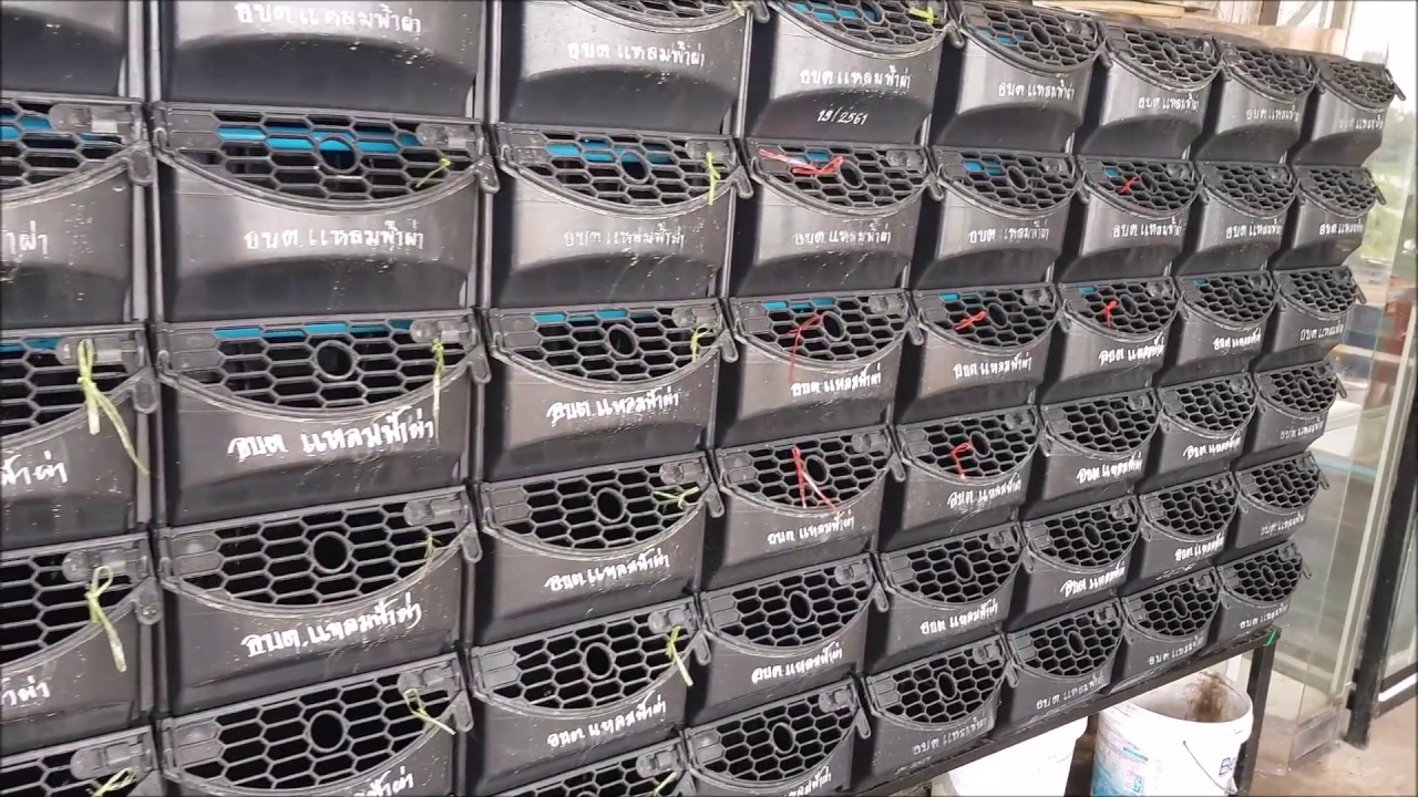 Mud Crab Farming Boxes in Action: Smile Box (Thailand) Product Review ...