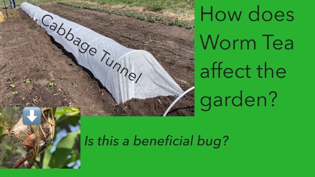 Cabbage Tunnel, Worm Tea and Predatory Stink Bugs. Garden Update. Ep 6 ...