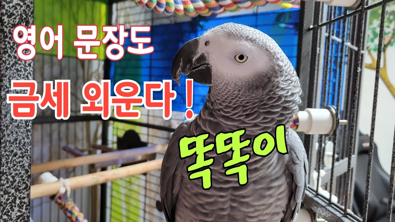 Please subscribe. 구독해주세요 배웠어요~ African gray parrot Papagei Papago ...