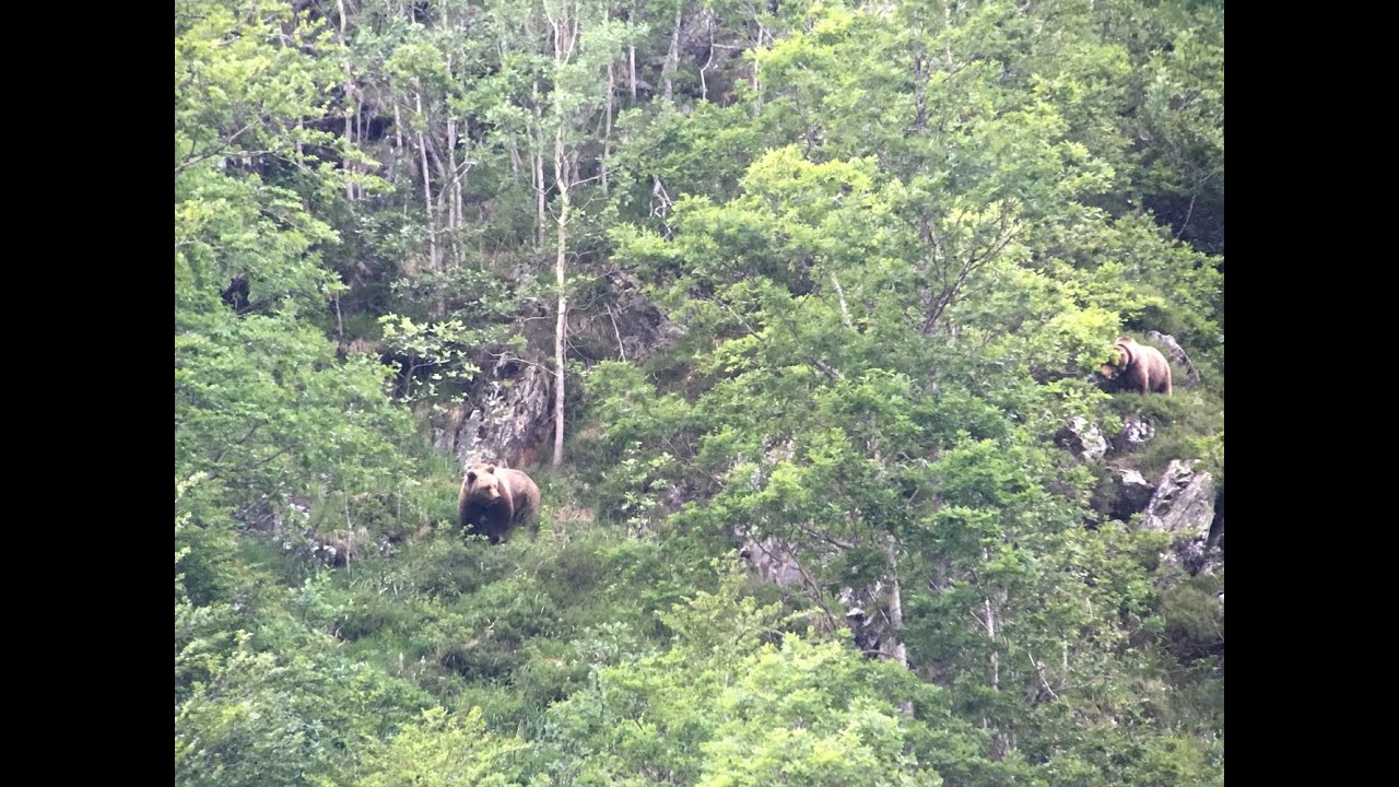 Ours brun dans les Pyrénées françaises - YouTube