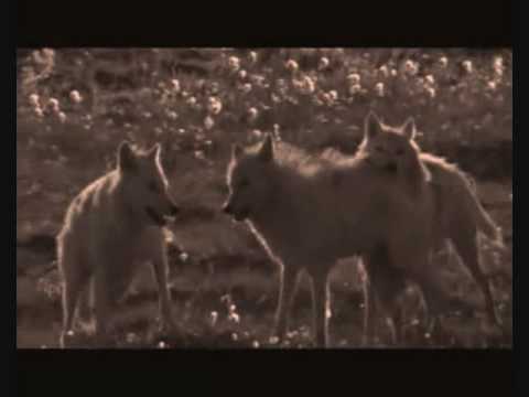 Join the epic Shadow Diamond Wolf Pack! - YouTube