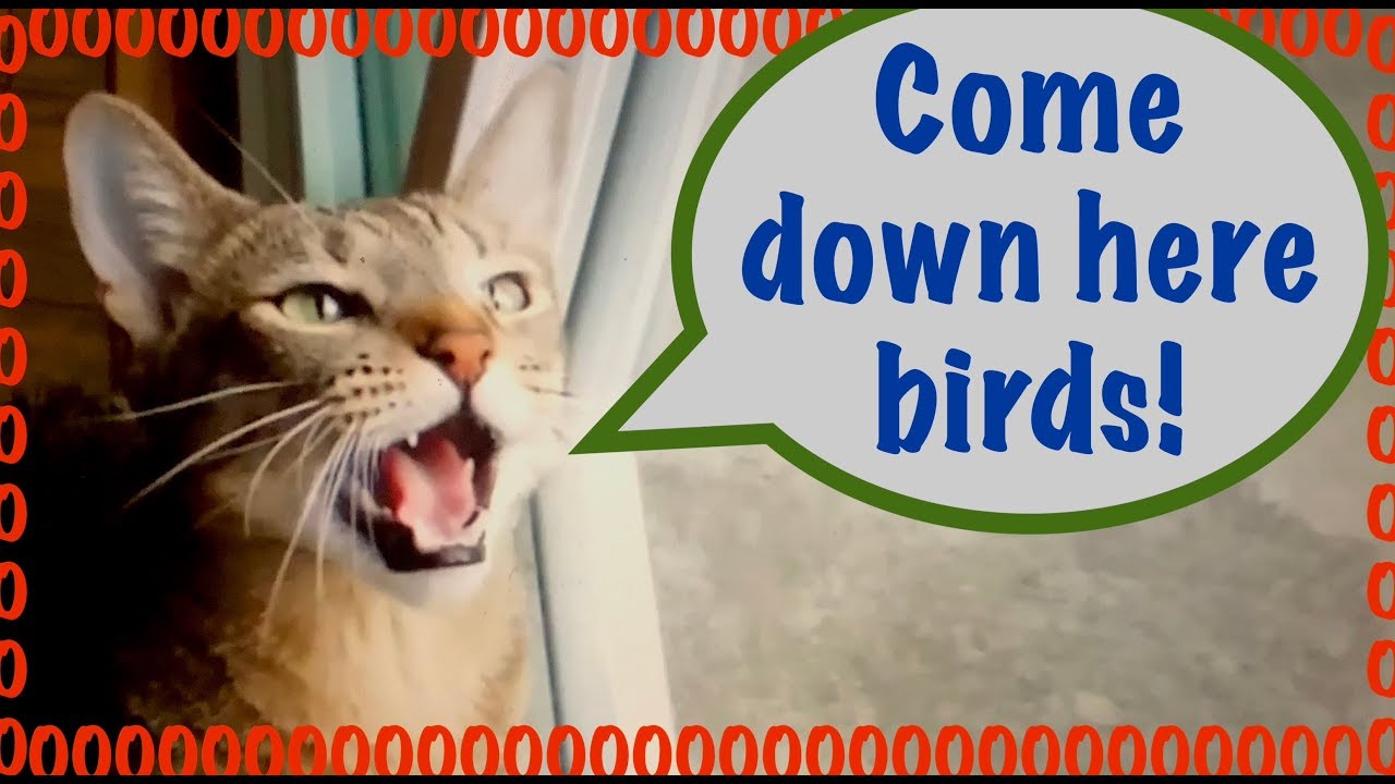 🦜🦜ULI RILES UP THE BIRDS AGAIN 😽&😼 - YouTube
