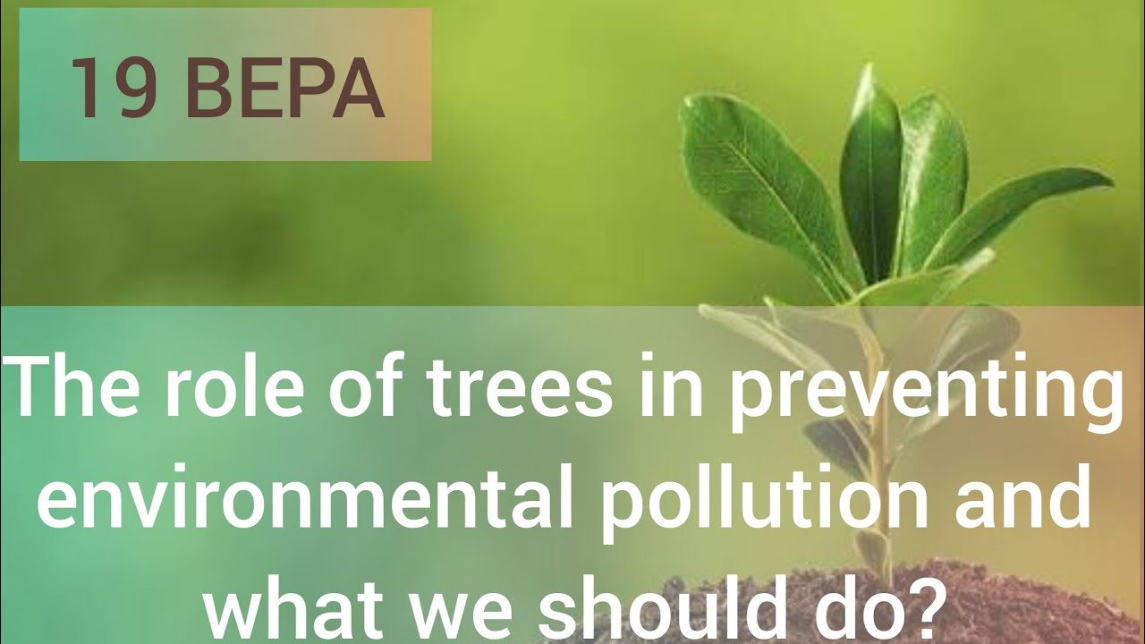 The role of trees in preventing environmental pollution and what we ...