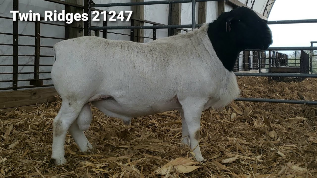 Twin Ridges 21247 - YouTube