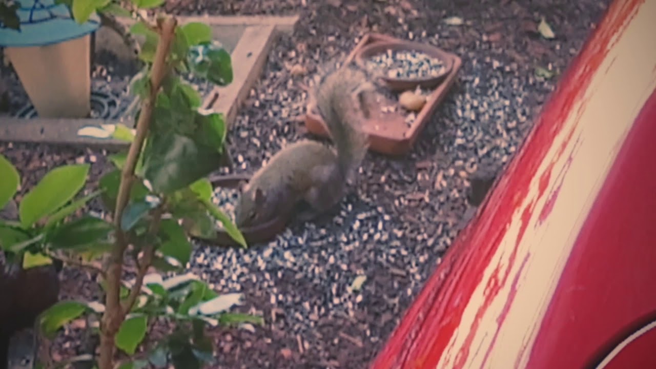 TGIF Squirrels - YouTube