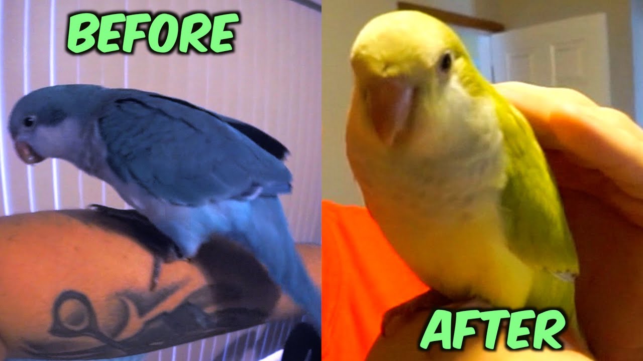 Color Changing Prank With Birds - YouTube