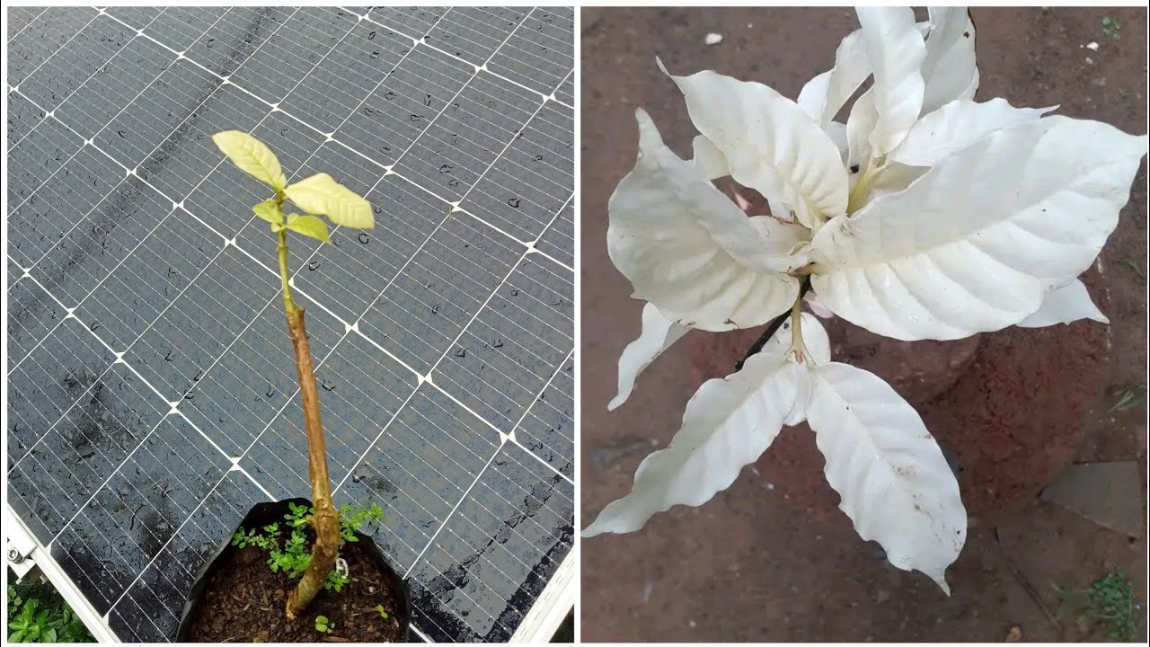 How to Graf albino coffee for beginners - YouTube