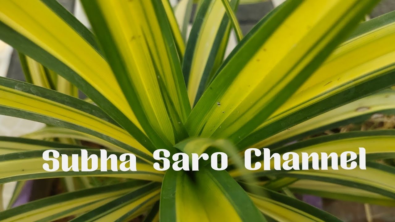 Ribbon plant propagation/Pandanus plant/ How to propagate ribbon grass ...