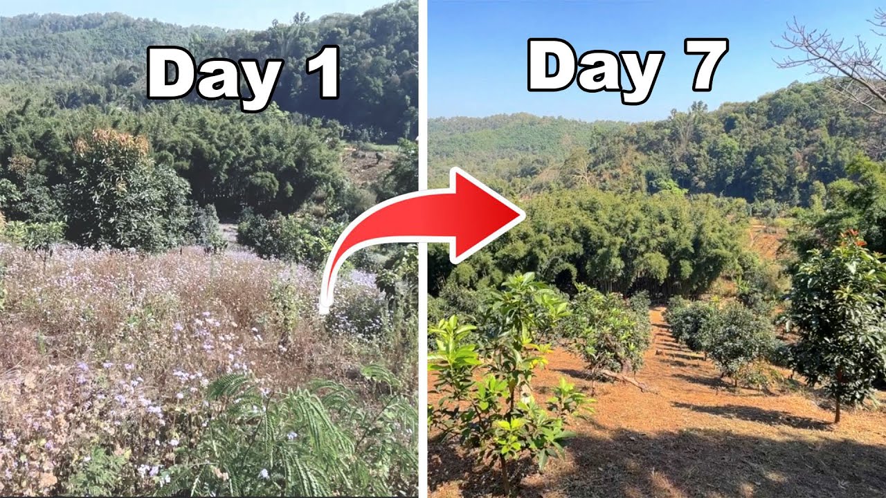 7 Days in Just 18 Minutes - Cleaning Avocado farm Timelapse COMPILATION ...