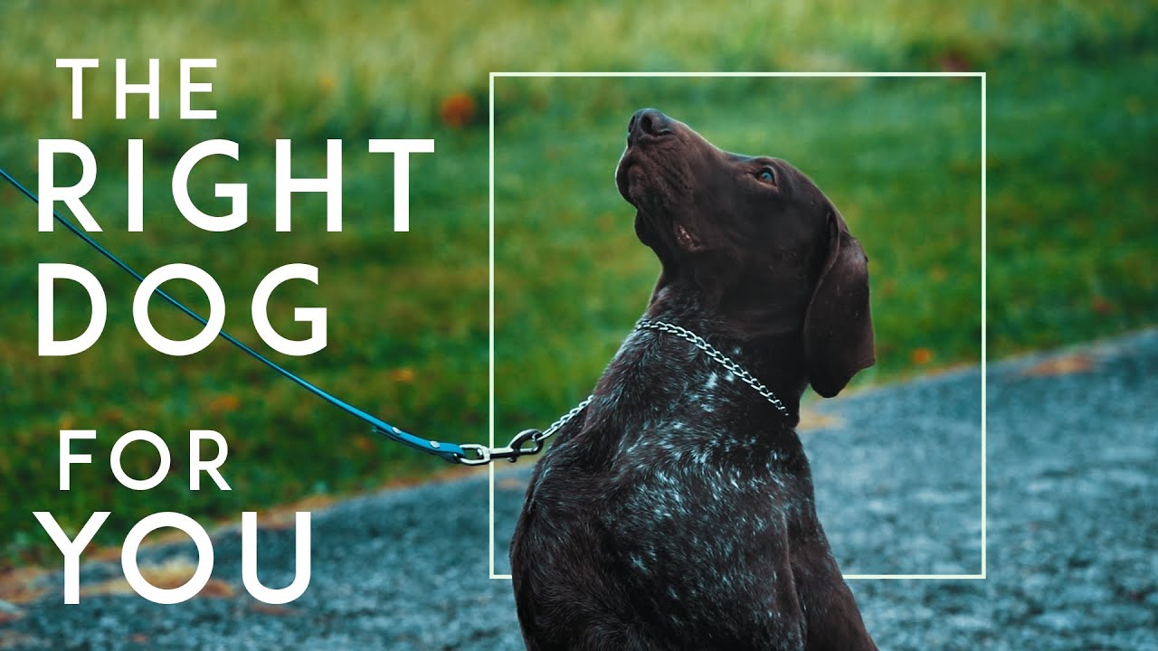 How to Select the Right Dog for You - YouTube