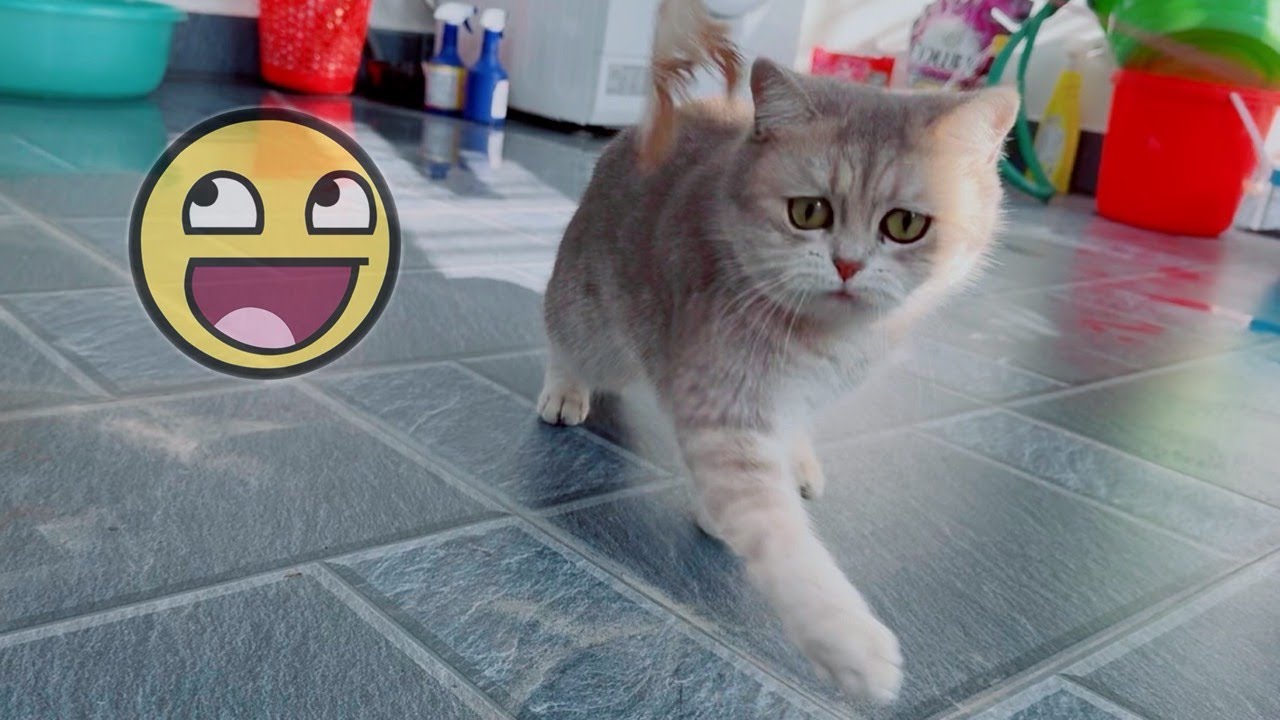 Two cat're so adorable 😲 Both cats love the fishing rod 😲 - YouTube