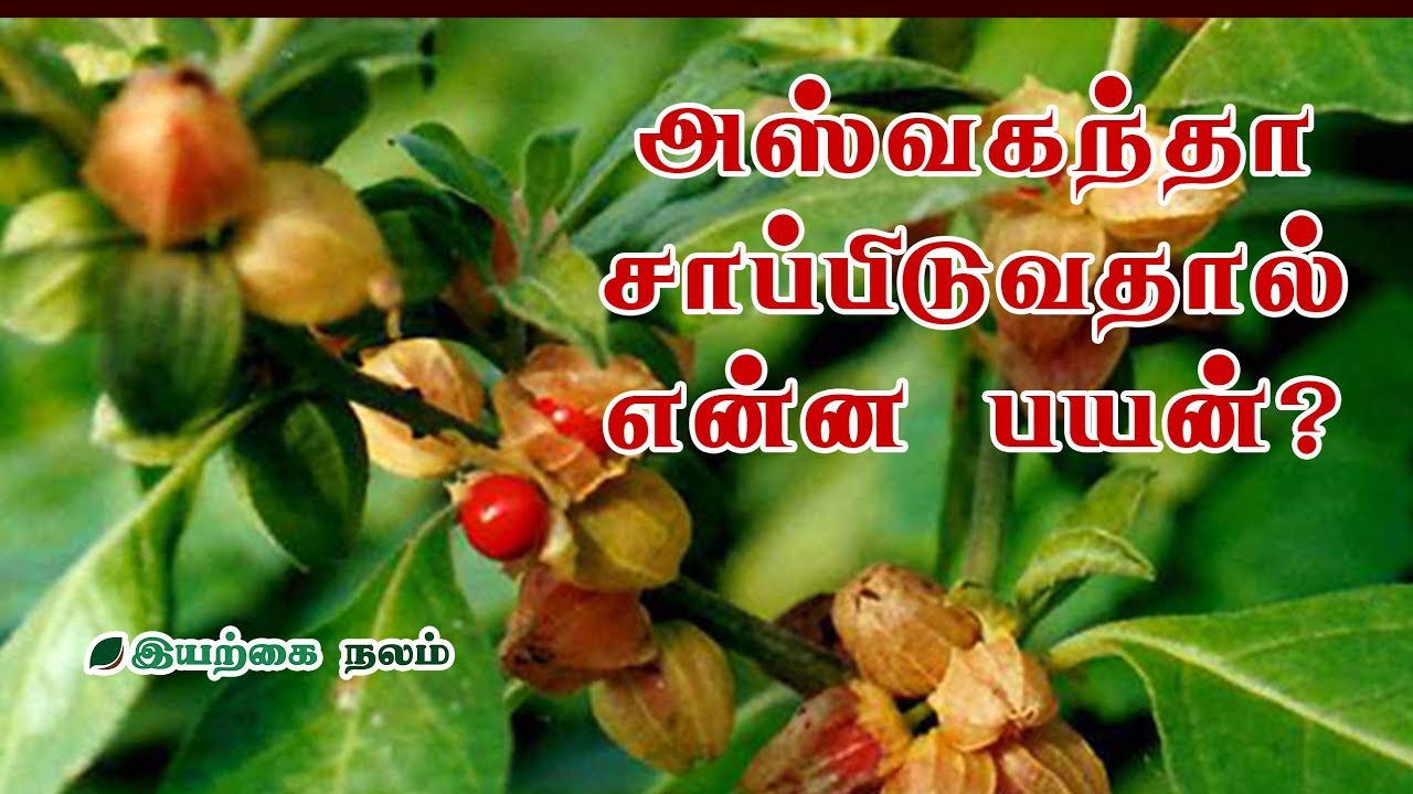 Amukkira Powder Benefits in Tamil - YouTube