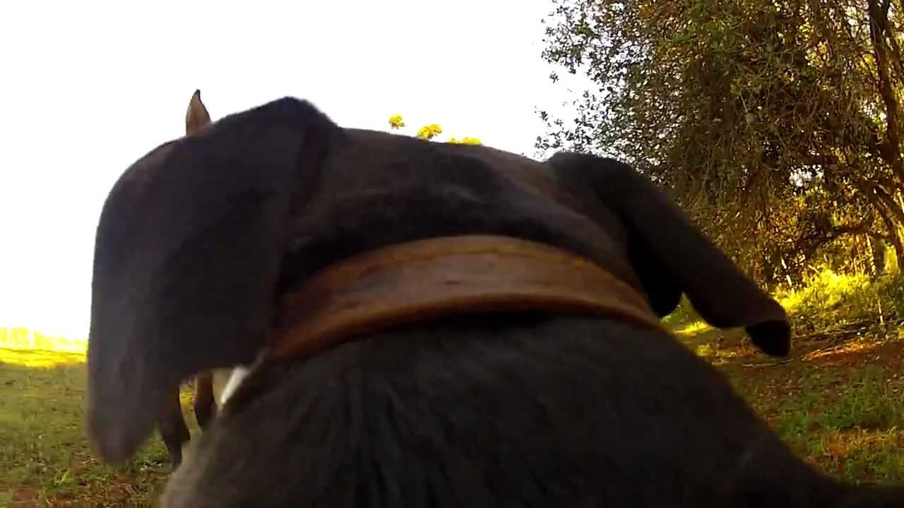 Cachorro com gopro - Dog with gopro - YouTube