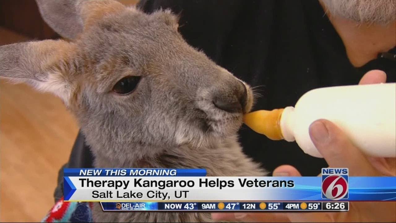 Therapy kangaroo helps vets - YouTube