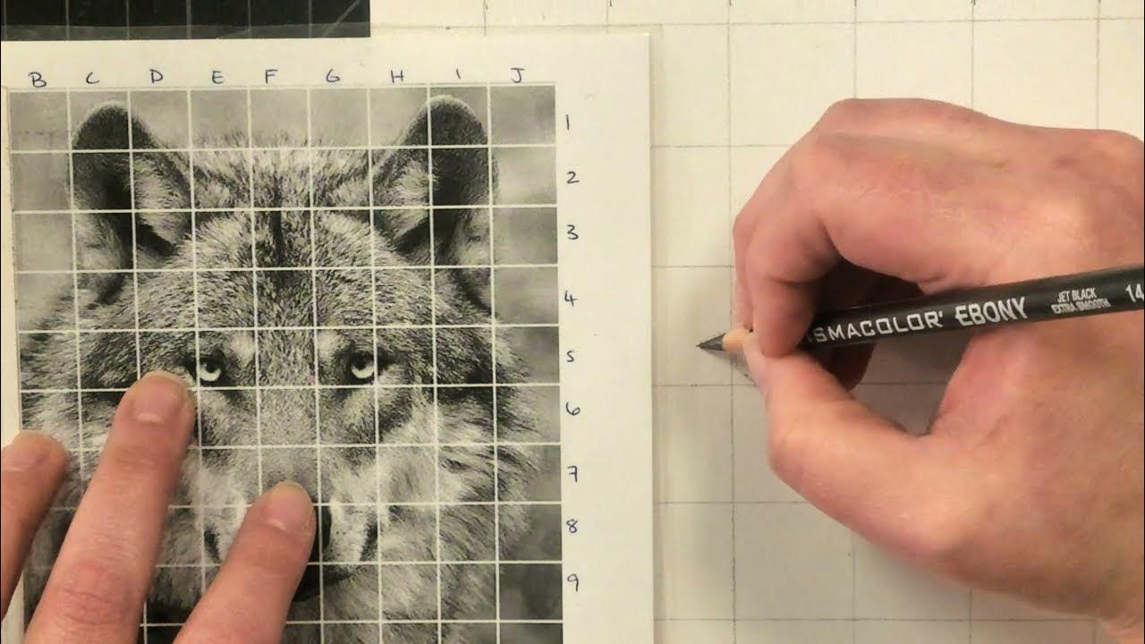 Wolf Grid Drawing - YouTube