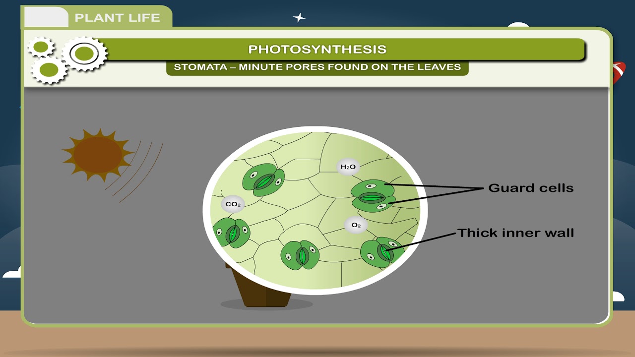 Plant Life class-7 - YouTube