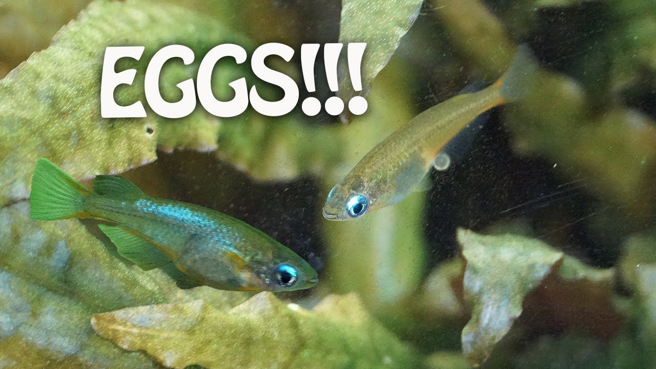 Caught in the ACT- Daisy's Ricefish- Daily(ish) Dose - YouTube