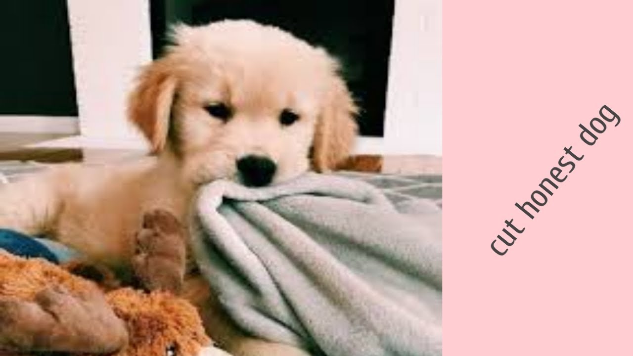 |cut dog ||honest dogs|animal lovers|| - YouTube