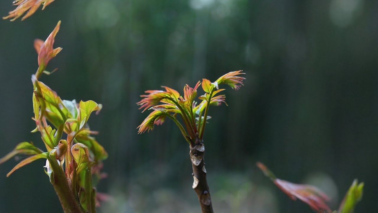 The taste of spring. One bite is a spring. Spring is the season to eat ...
