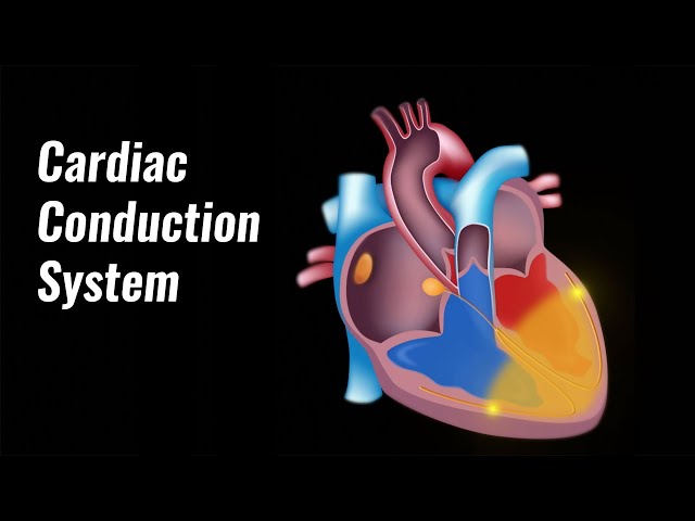 Cardiac Conduction System Conduction System Of Heart An Overview