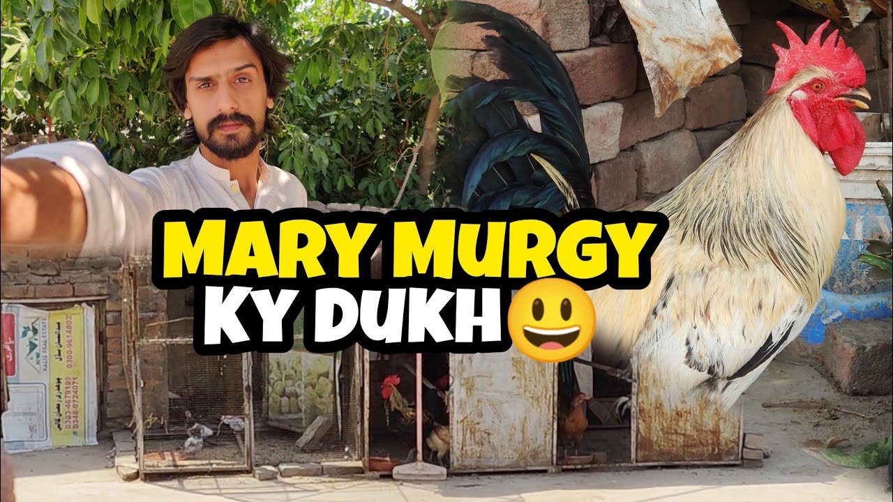 Mary Murgy Ky Dukh | Murgy Ky Sath Gup Shup 😀#trending #viral #trend # ...