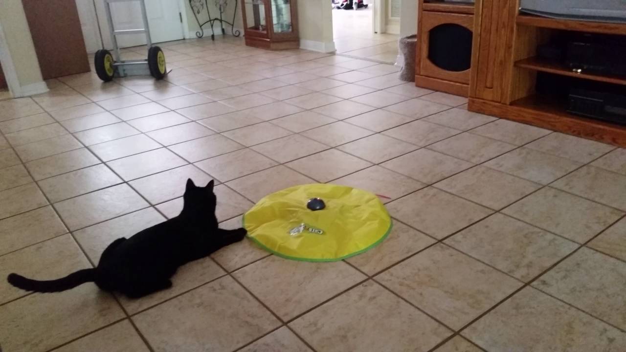 Otto Cat turns his mousy toy on! - YouTube