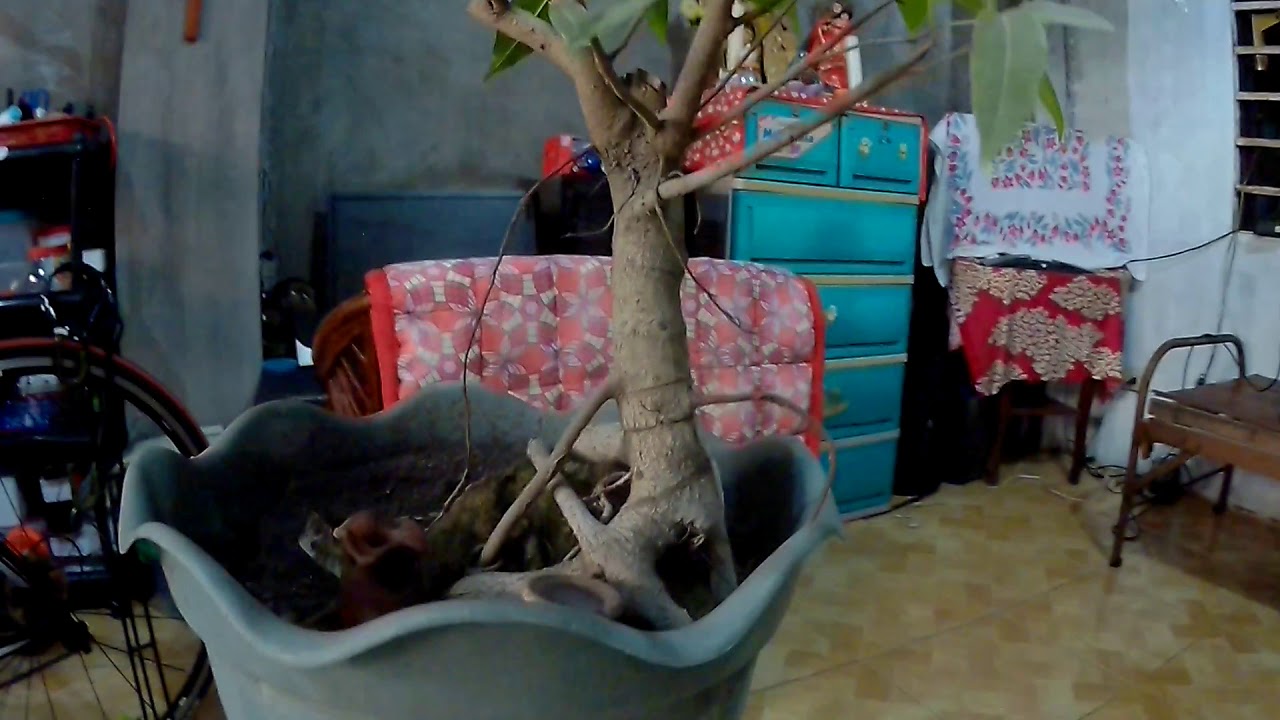 my balite bonsai - YouTube