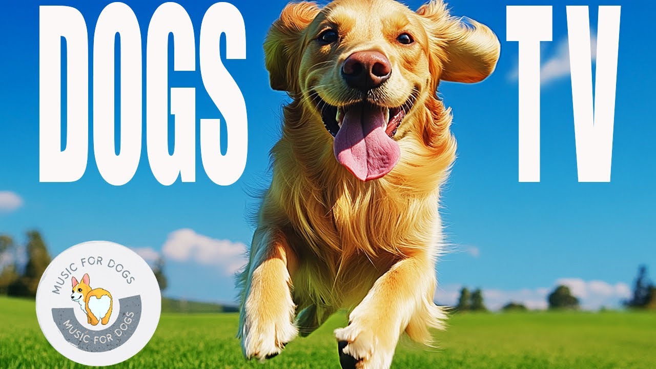 6 HOURS of Calming Music For Dogs🐶Best Fun Entertainment for Dogs to ...