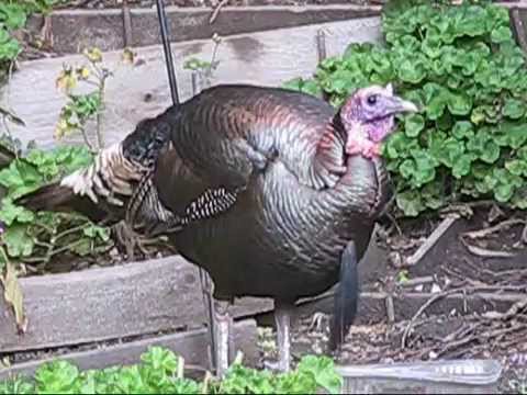 Male Turkey Drinking Water - YouTube