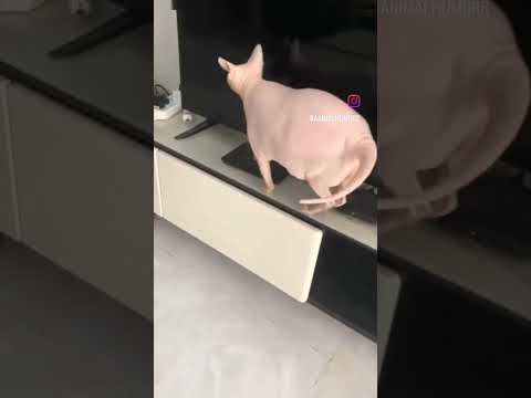 Obez ve tüysüz kedi 😳 #shorts #cat