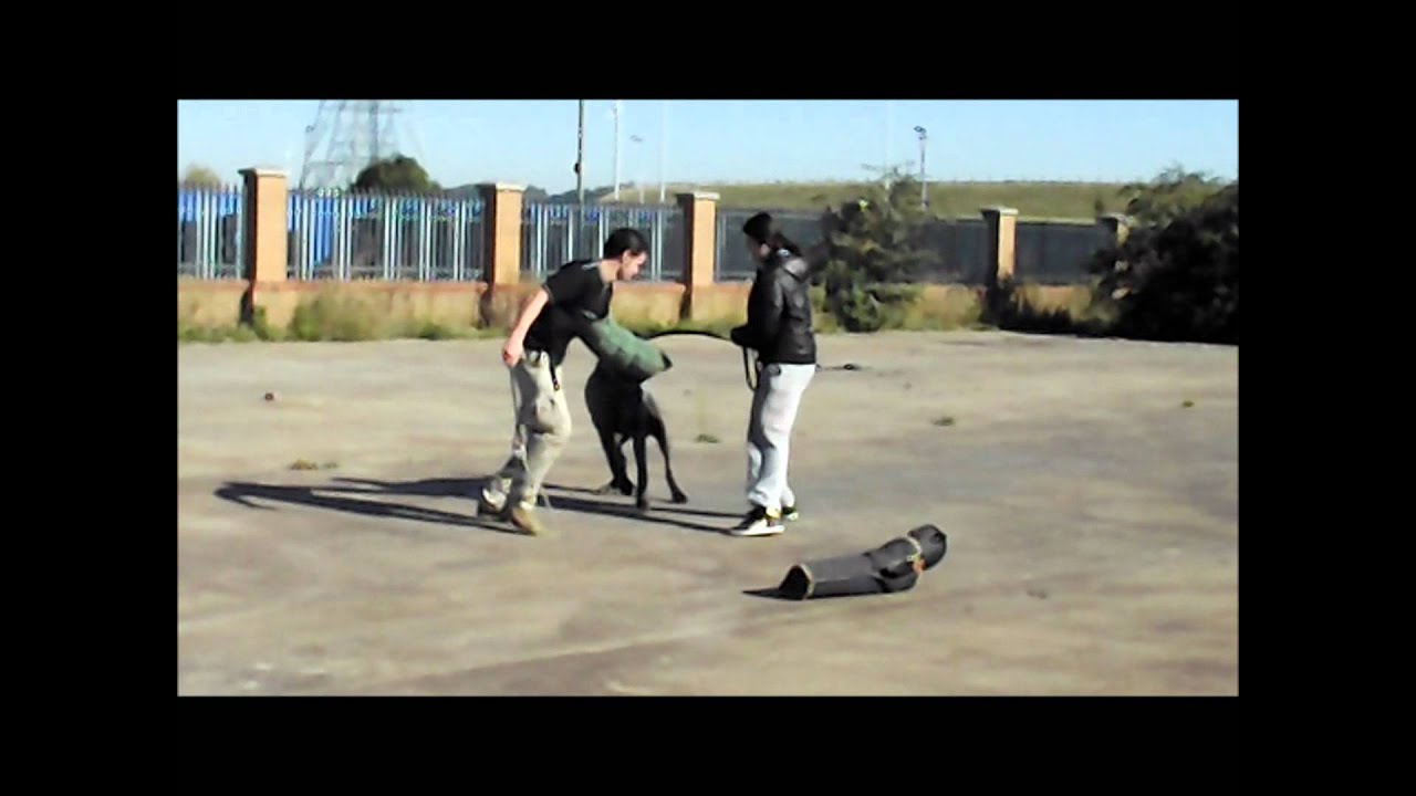 K9 Neapolitan Mastiff - training - YouTube