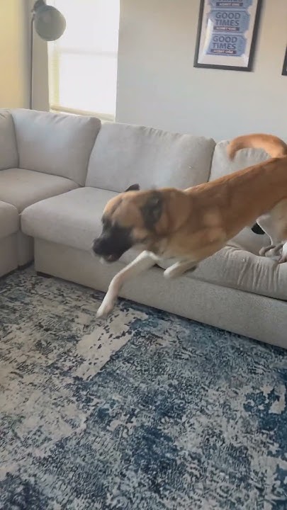 #dogshorts - YouTube