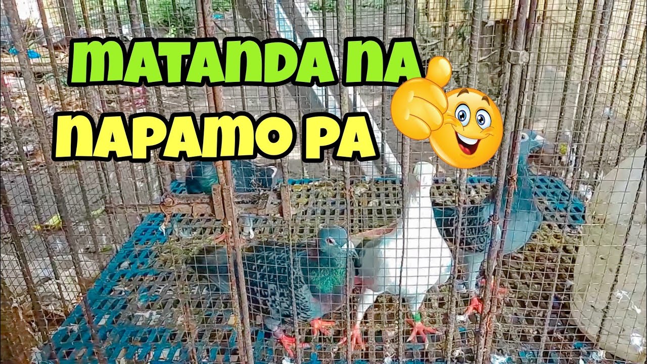 PAANO PAAMUHIN ANG MATANDANG KALAPATI?? - YouTube