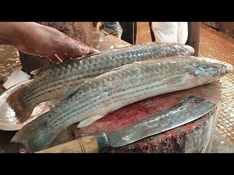 Fish Cutting Skills!! Big Bhangor Fish Cleaning And Cutting Live In ...
