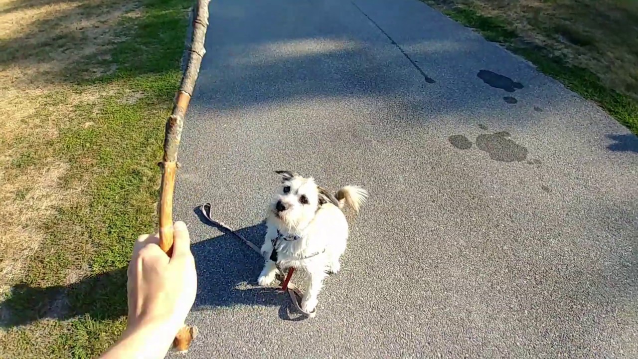 Husky shih tzu mix 3 year old - YouTube