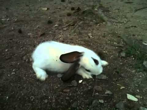 Baby rabbit born with tilted head - YouTube