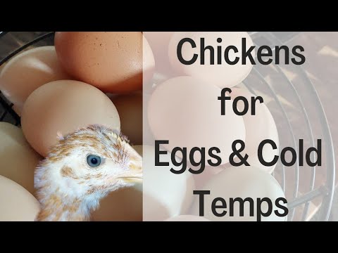 4 CHICKEN BREEDS FOR COLD CLIMATES AND LOTS OF EGGS | Family friendly ...