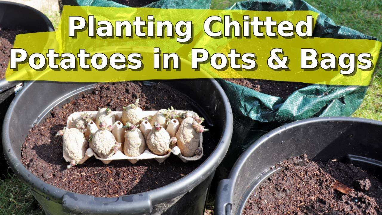 How to Plant Chitted Potatoes in Pots & Bags - YouTube