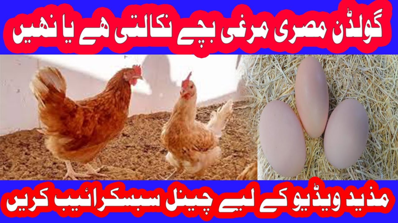 Golden misri hen chicks nikalti hai ya ni | farmingtv | golden misri ...