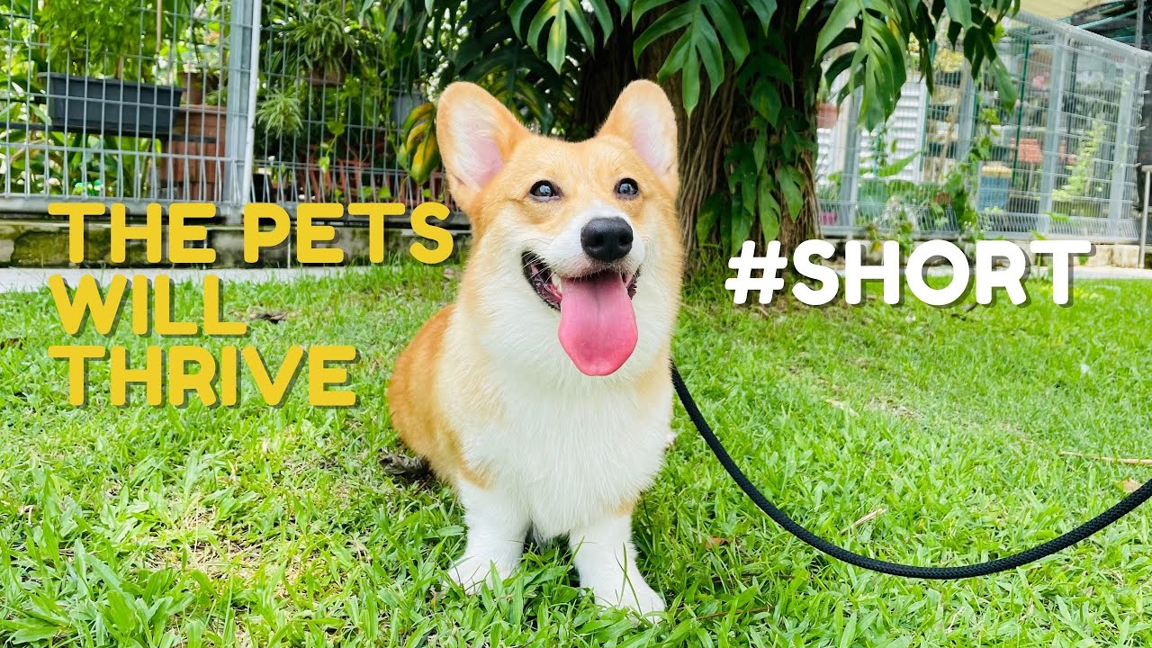 Shinji The Corgi- The Pet will Thrive Tiktok #short - YouTube