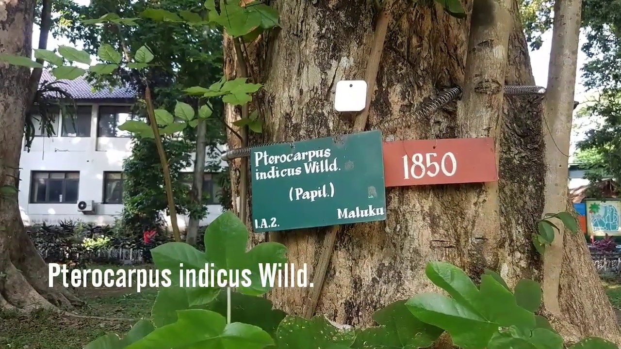 Pterocarpus indicus Willd. Angsana Tree - YouTube