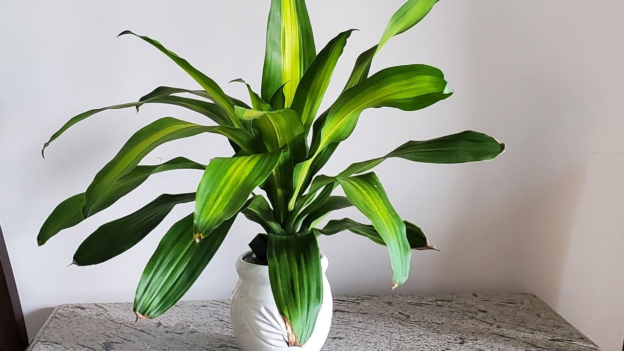 dracaena fragrance propagation in water #dracaena #plants - YouTube