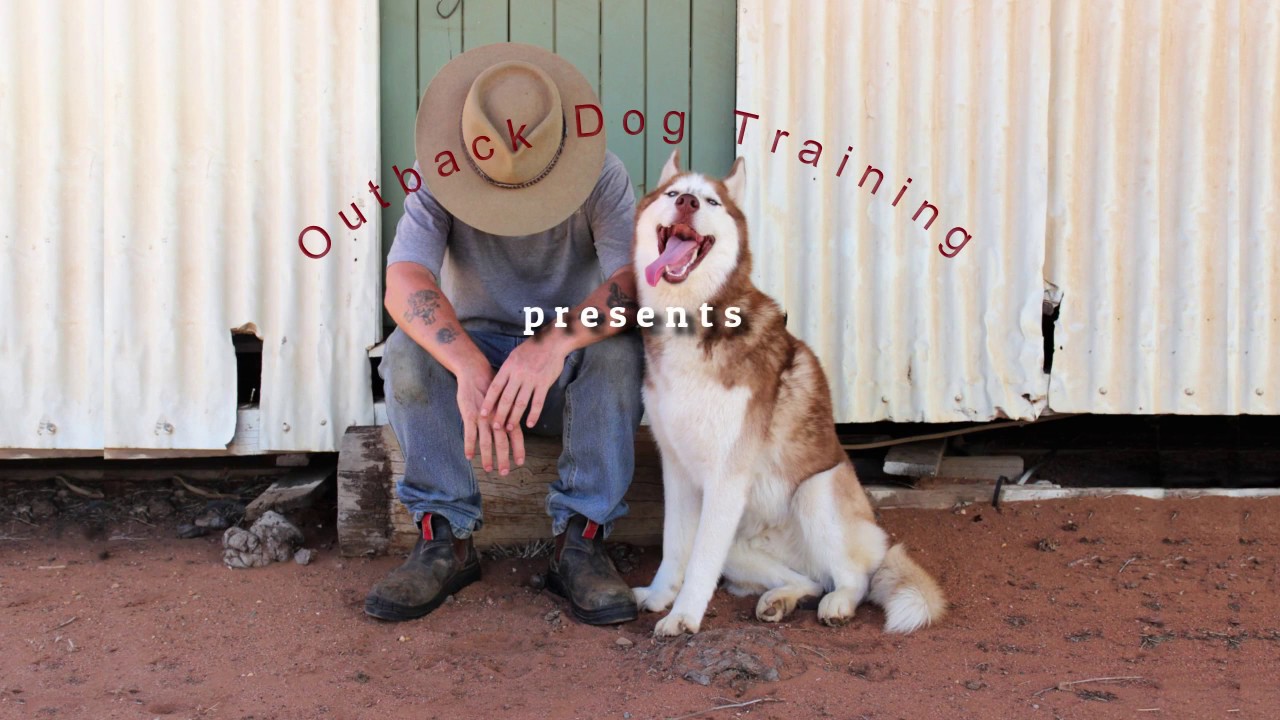 Walking Multiple Dogs 04 - Pack Walk - YouTube