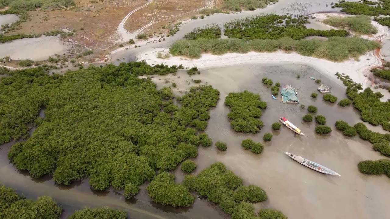 Mangroves of Palmarin - YouTube