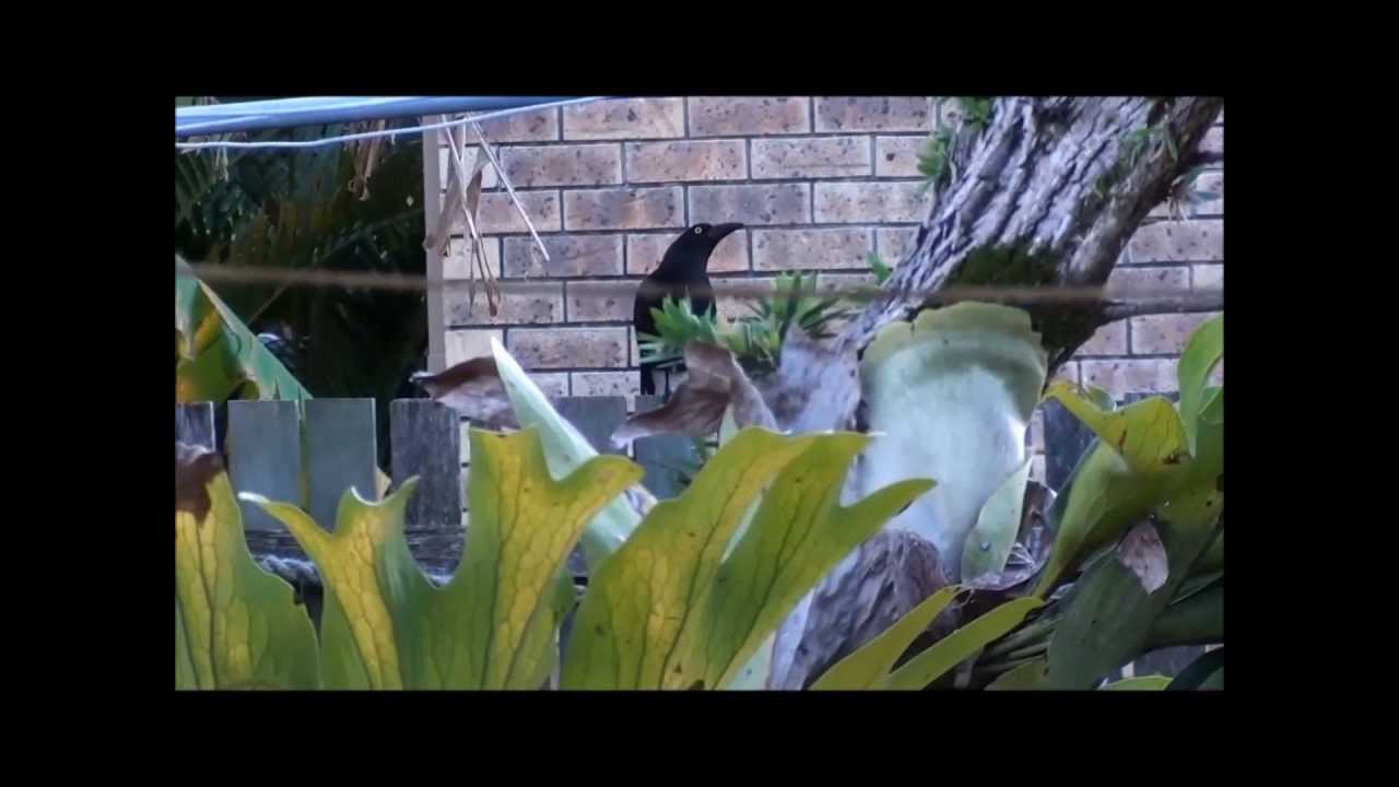 A Magnificent Currawong & a Butcher Bird Song. - YouTube